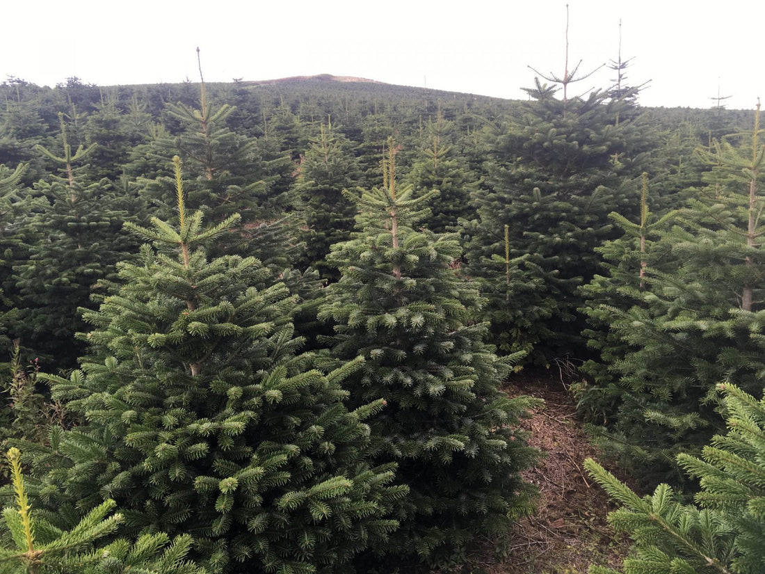 Local Timber Merchants South Wales | Philip Jones Timber Products